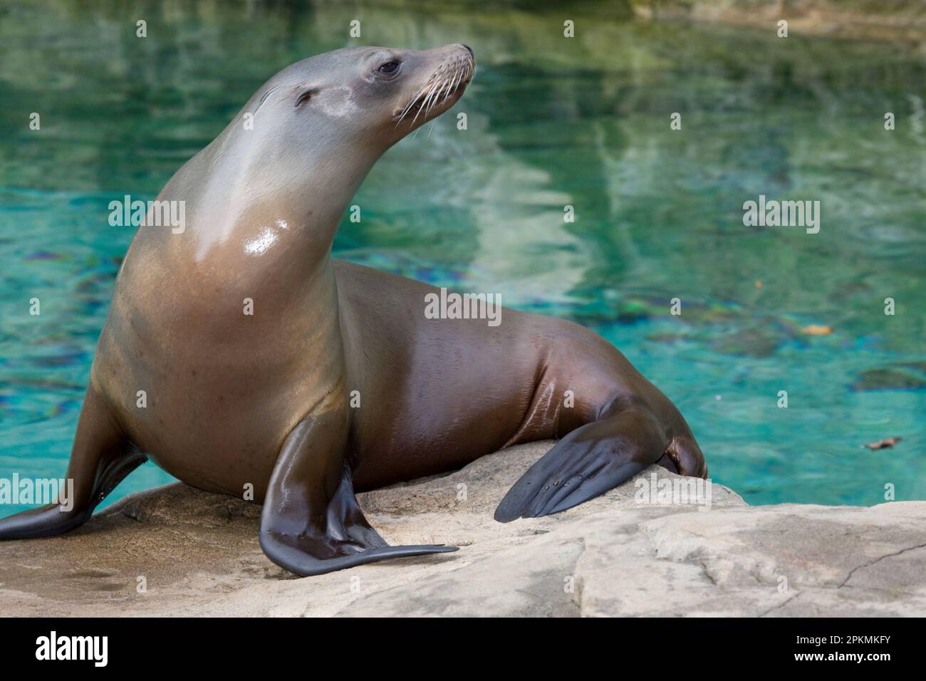 Female California Sea Lion sitting on a rock next to water Stock Photo ...
