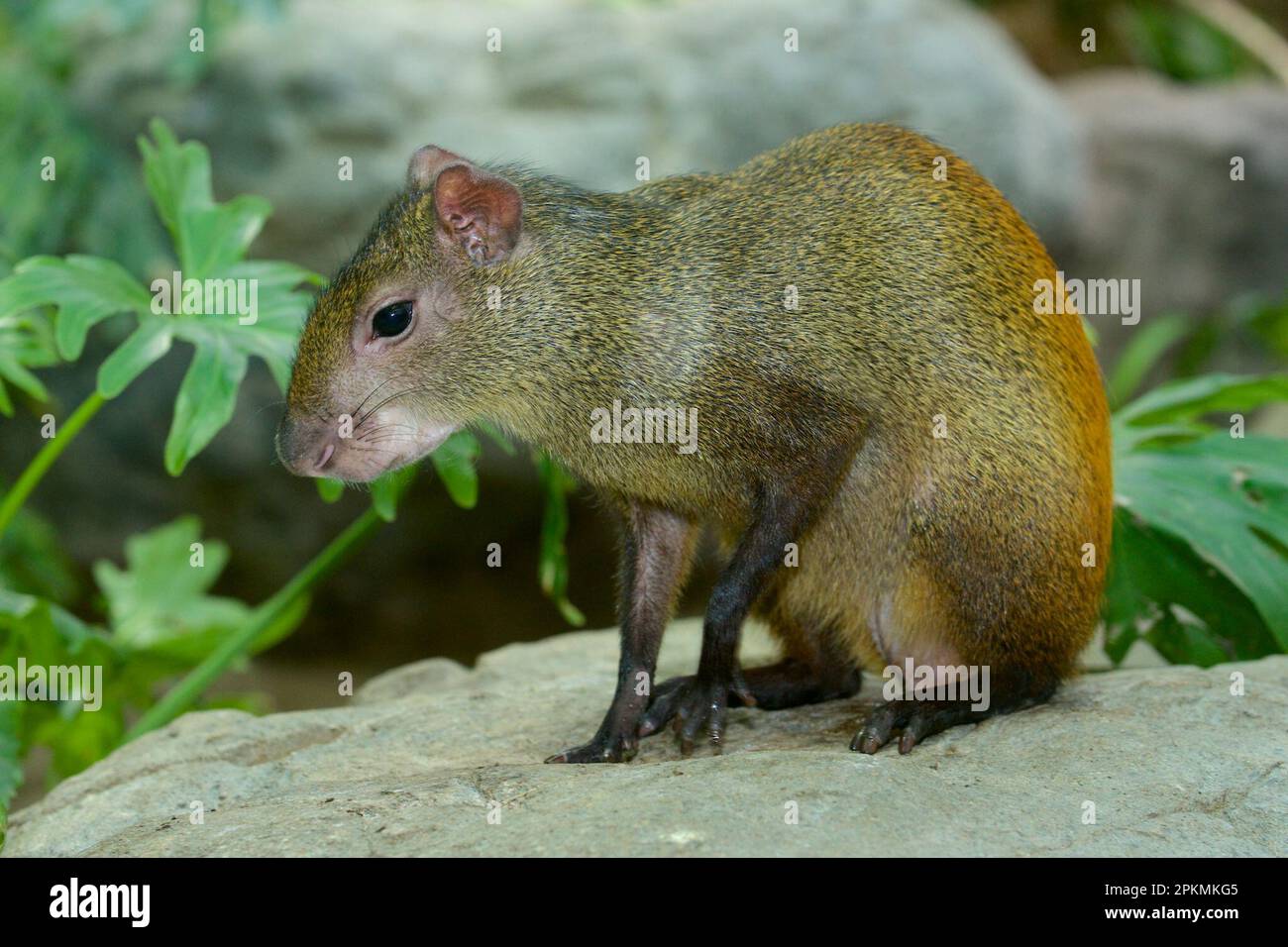 Female Brazilian Agouti or Red-rumped Agouti standing on a rock, side ...