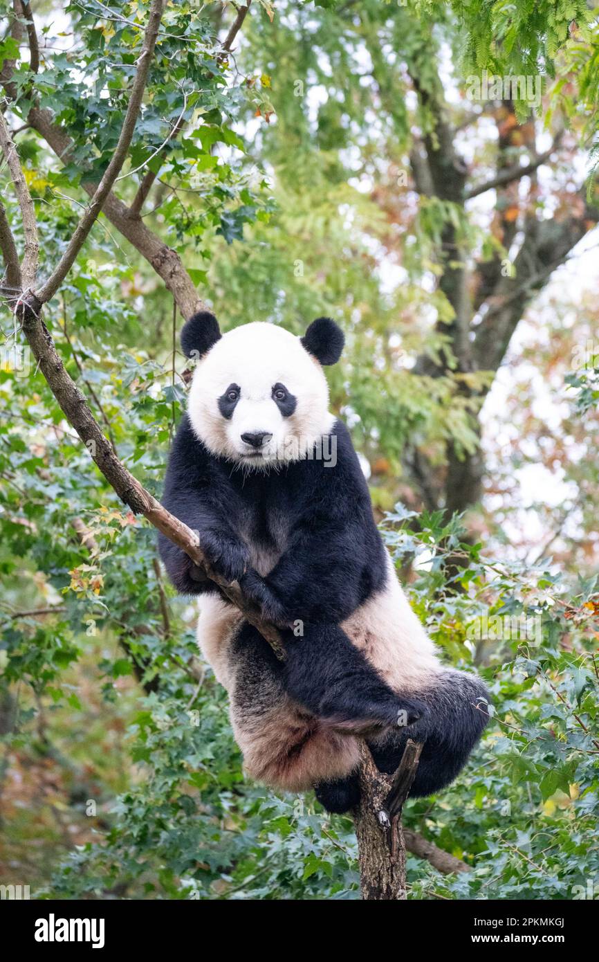 Giant Panda bear sitting in a tree Stock Photo - Alamy