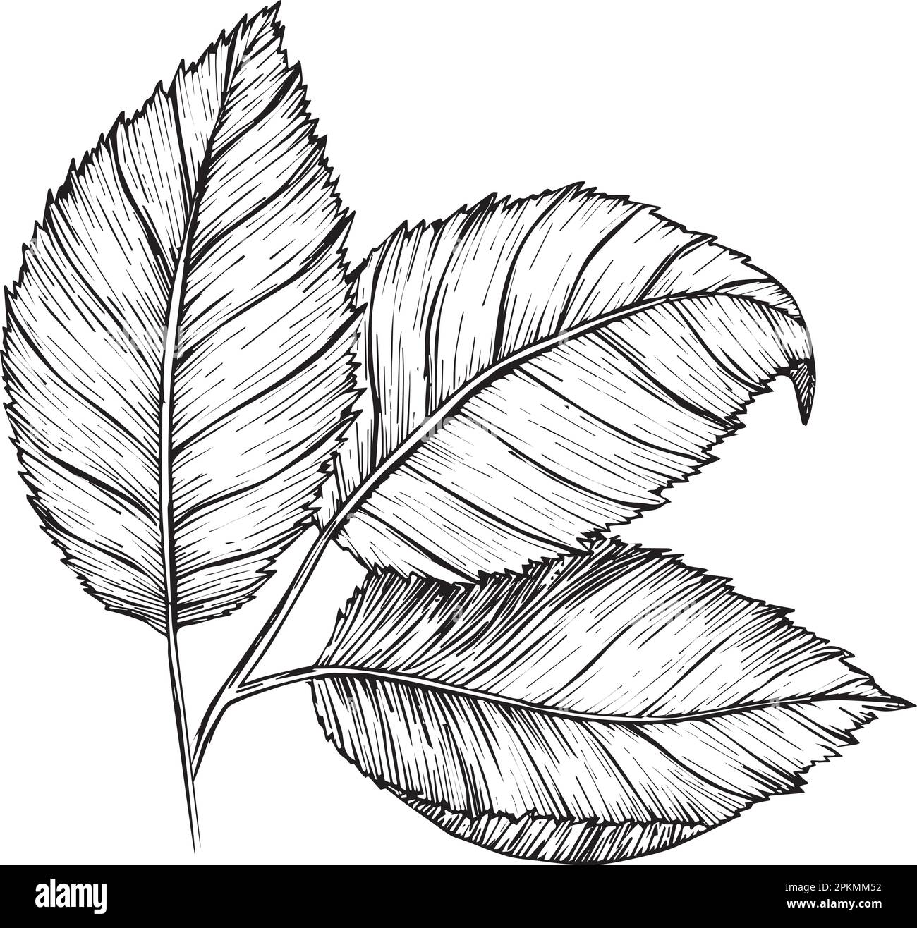 Hand drawn sketch black and white of raspberry, leaf, berry plant ...