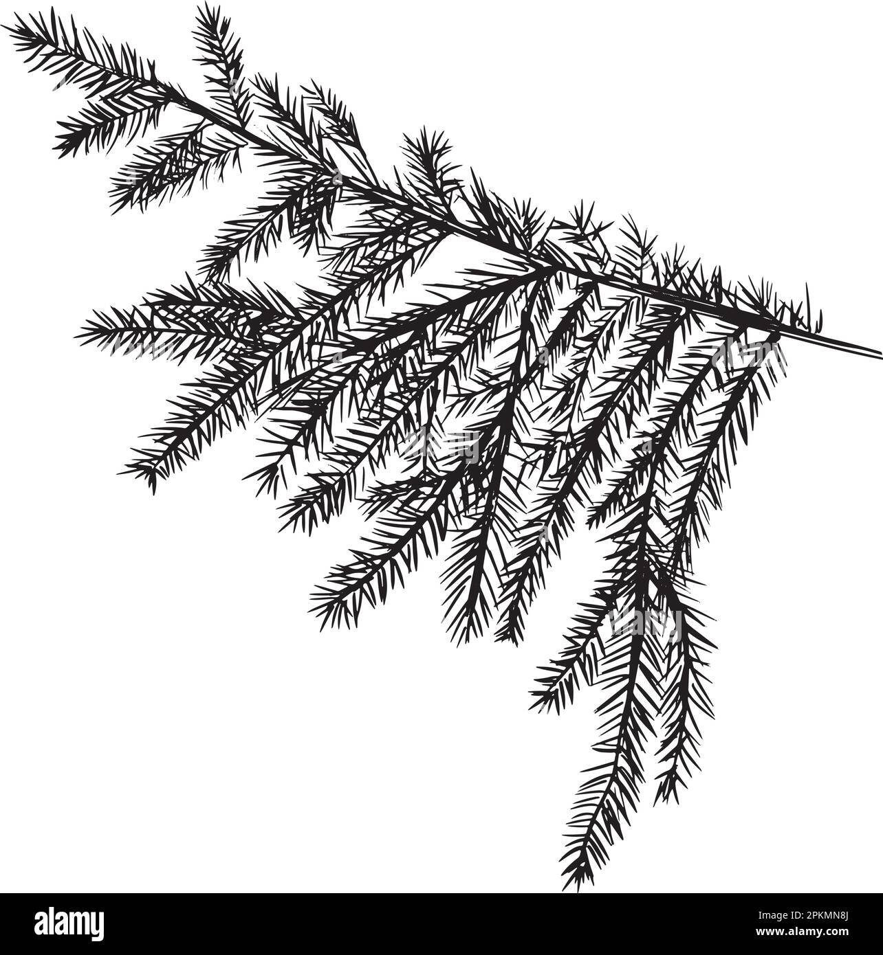 Spruce branch isolated on white background. Graphic Christmas tree ...