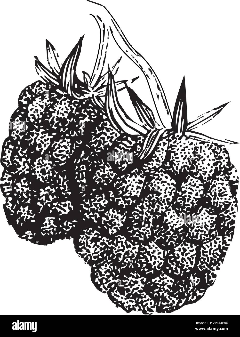 Hand drawn raspberry set isolated on white background, Retro sketch ...