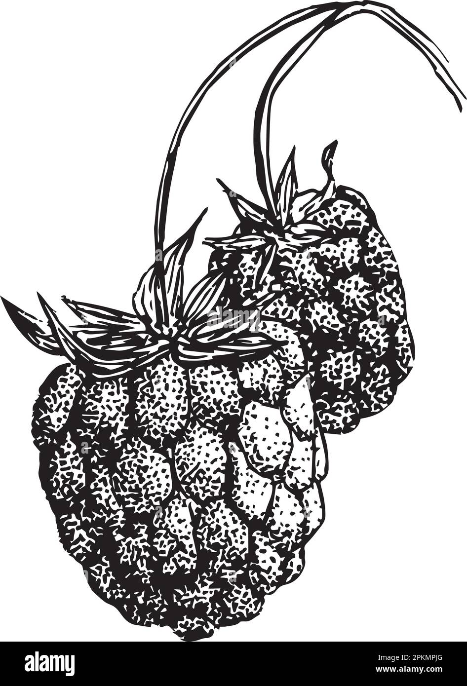 Hand drawn raspberry set isolated on white background, Retro sketch ...