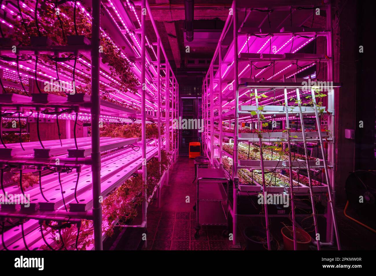 Modern greenhouse interior with artificial LED light Stock Photo - Alamy