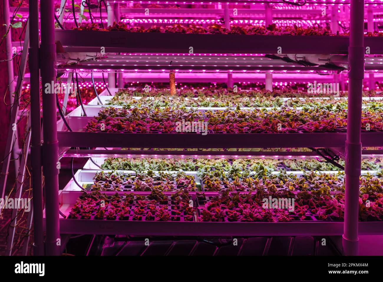 Modern greenhouse interior with artificial LED light Stock Photo - Alamy