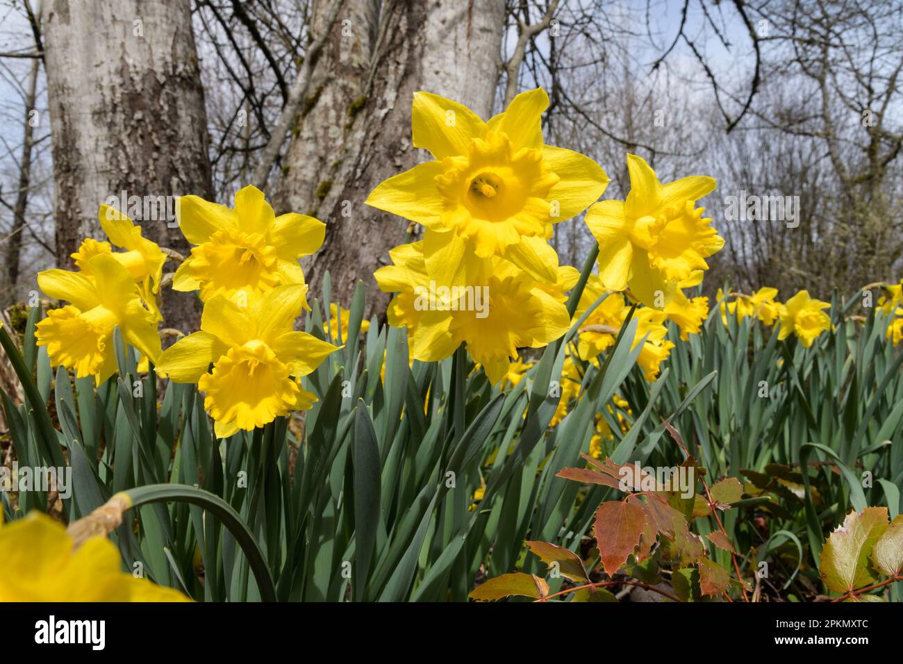 Daffodil flowers growing in woodland with yellow trumpets and green ...