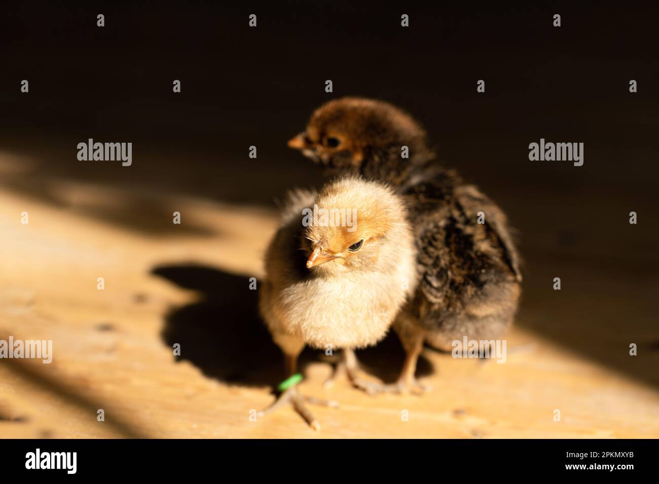 Two small cute tiny newborn baby chicks on wooden floor. Hatched from ...