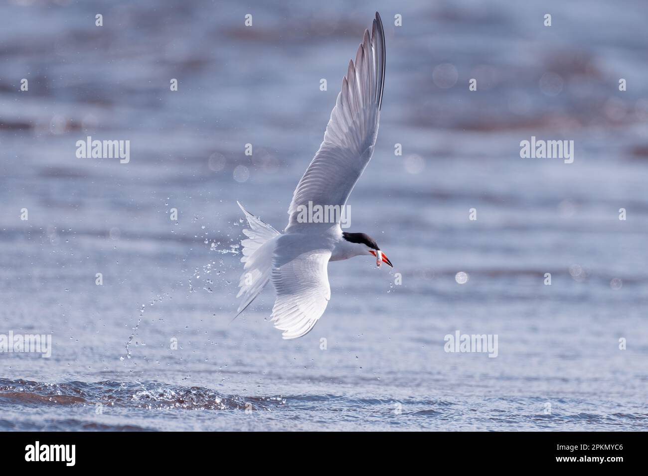Common tern flying with a tiny smelt fish in its peak that was freshly ...