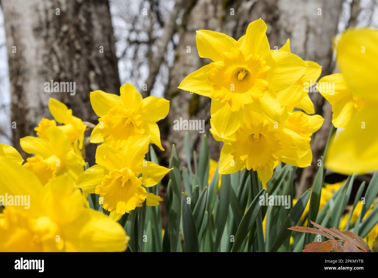 Woodland daffodils growing in woodland in spring with yellow flowers ...