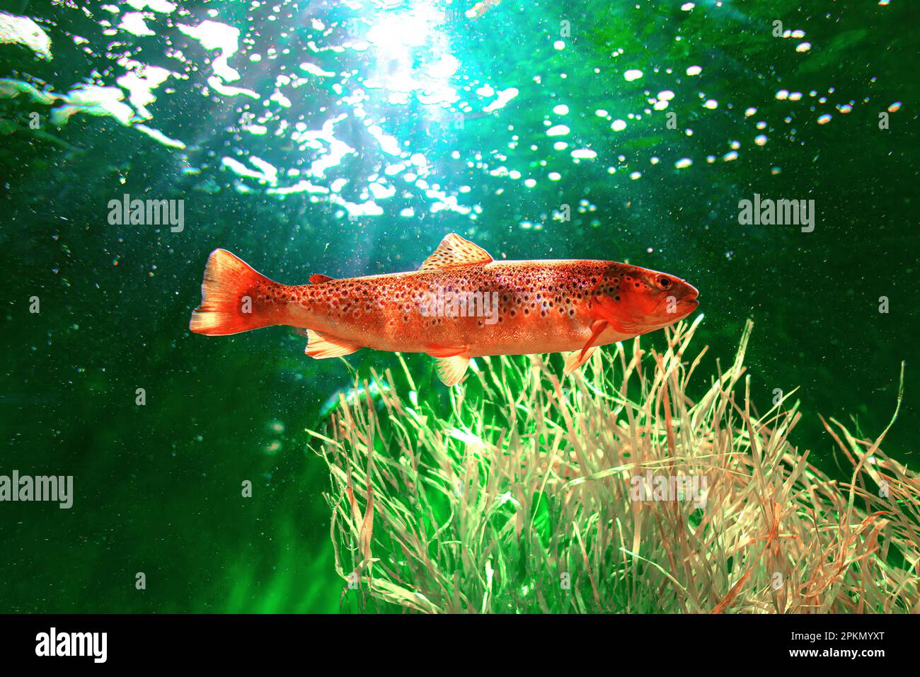 Fish in transparent water with green tone Stock Photo - Alamy