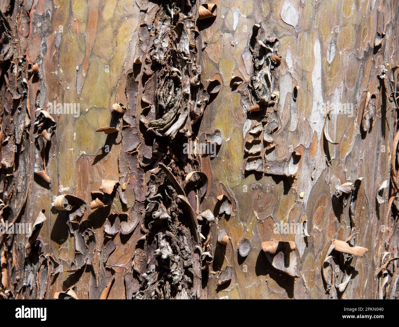 Detalle de la corteza del tronco de un árbol, textura Stock Photo - Alamy