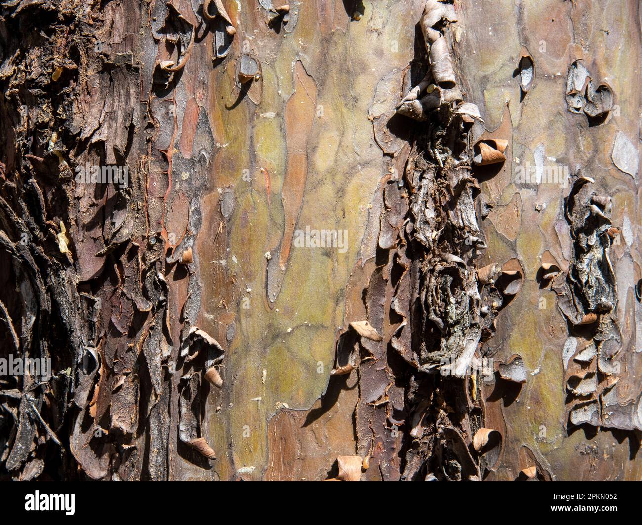 Textura de corteza de árbol hi-res stock photography and images - Alamy