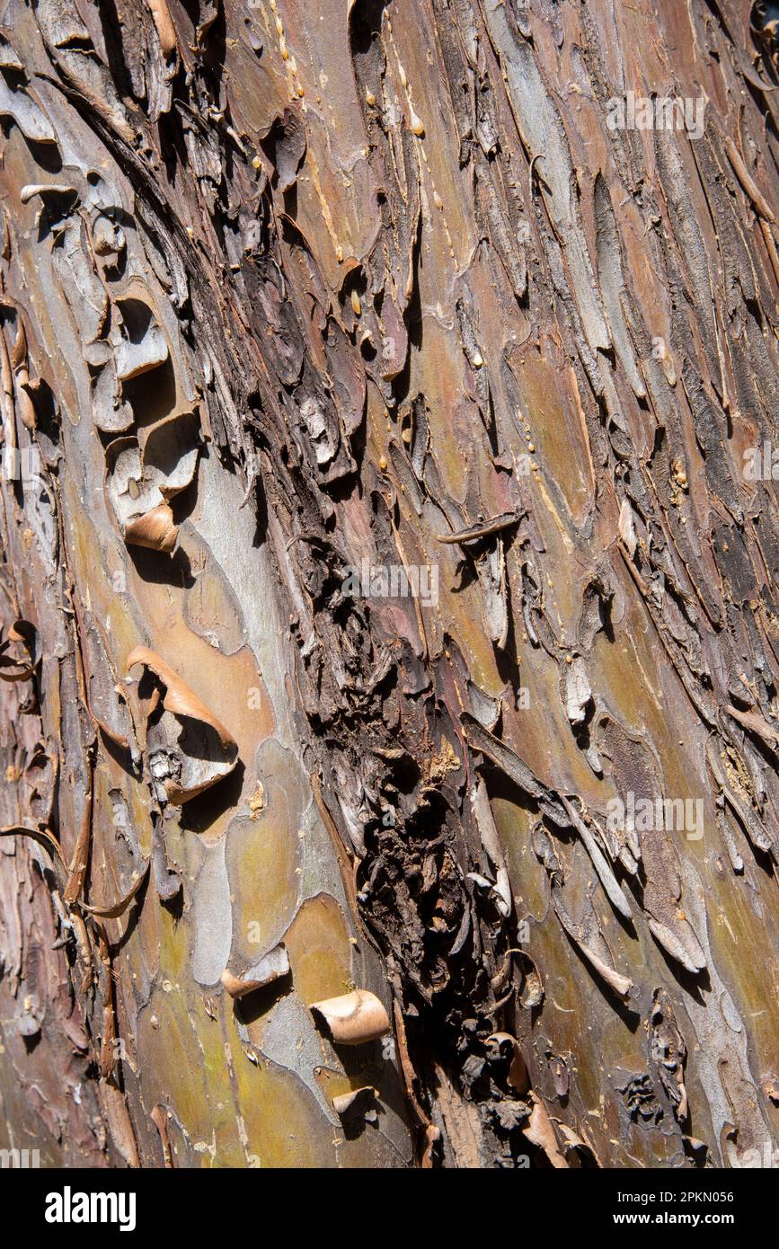 Textura de corteza de árbol hi-res stock photography and images - Alamy