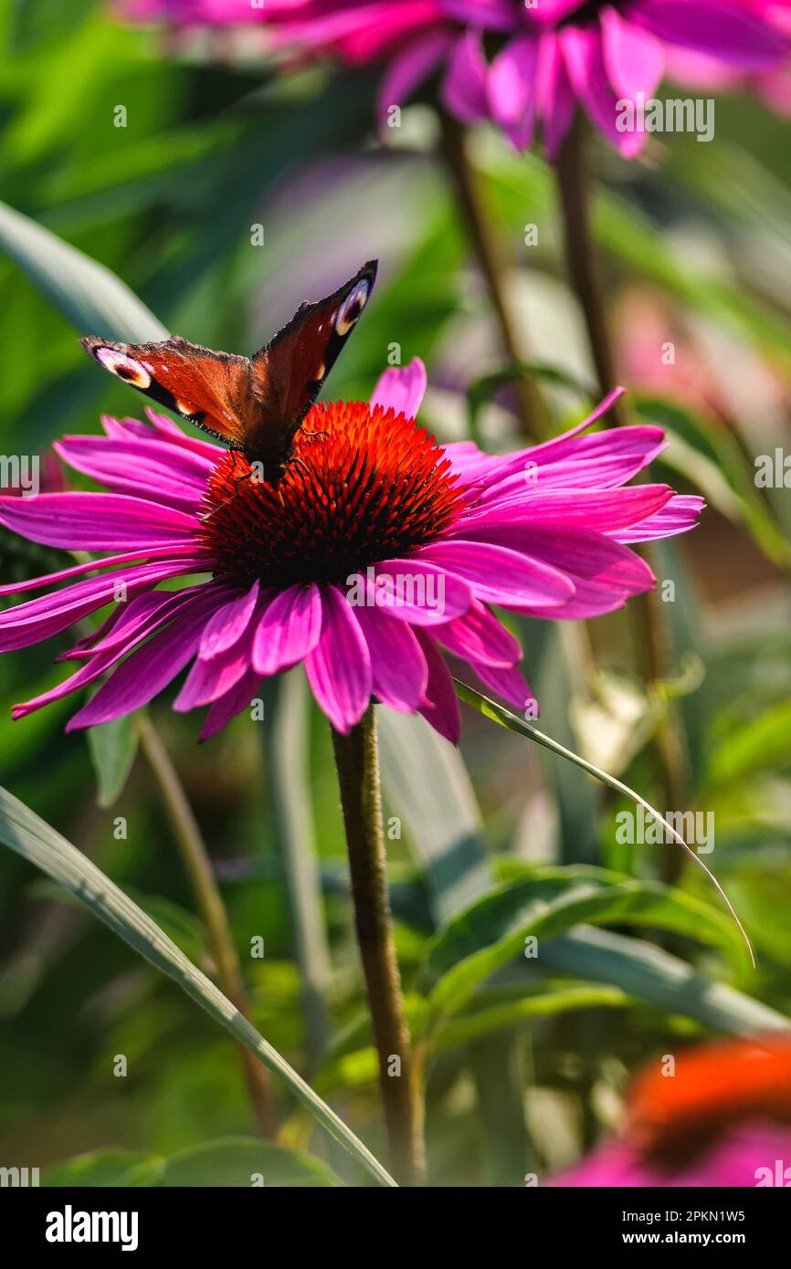 Beautiful Pink Flower Scenery