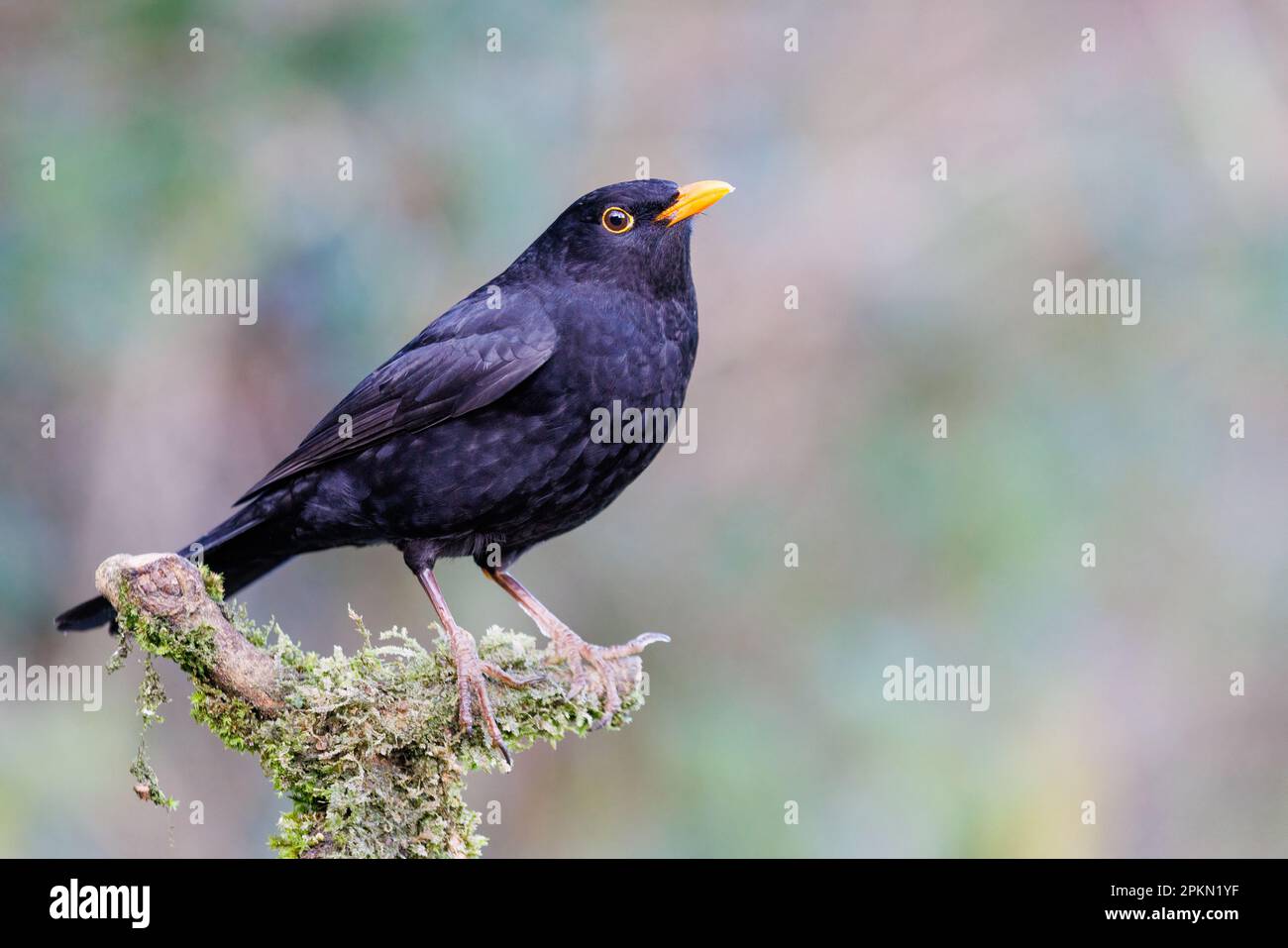 Blackbird [ Turdud merula ] Male bird on mossy post Stock Photo - Alamy