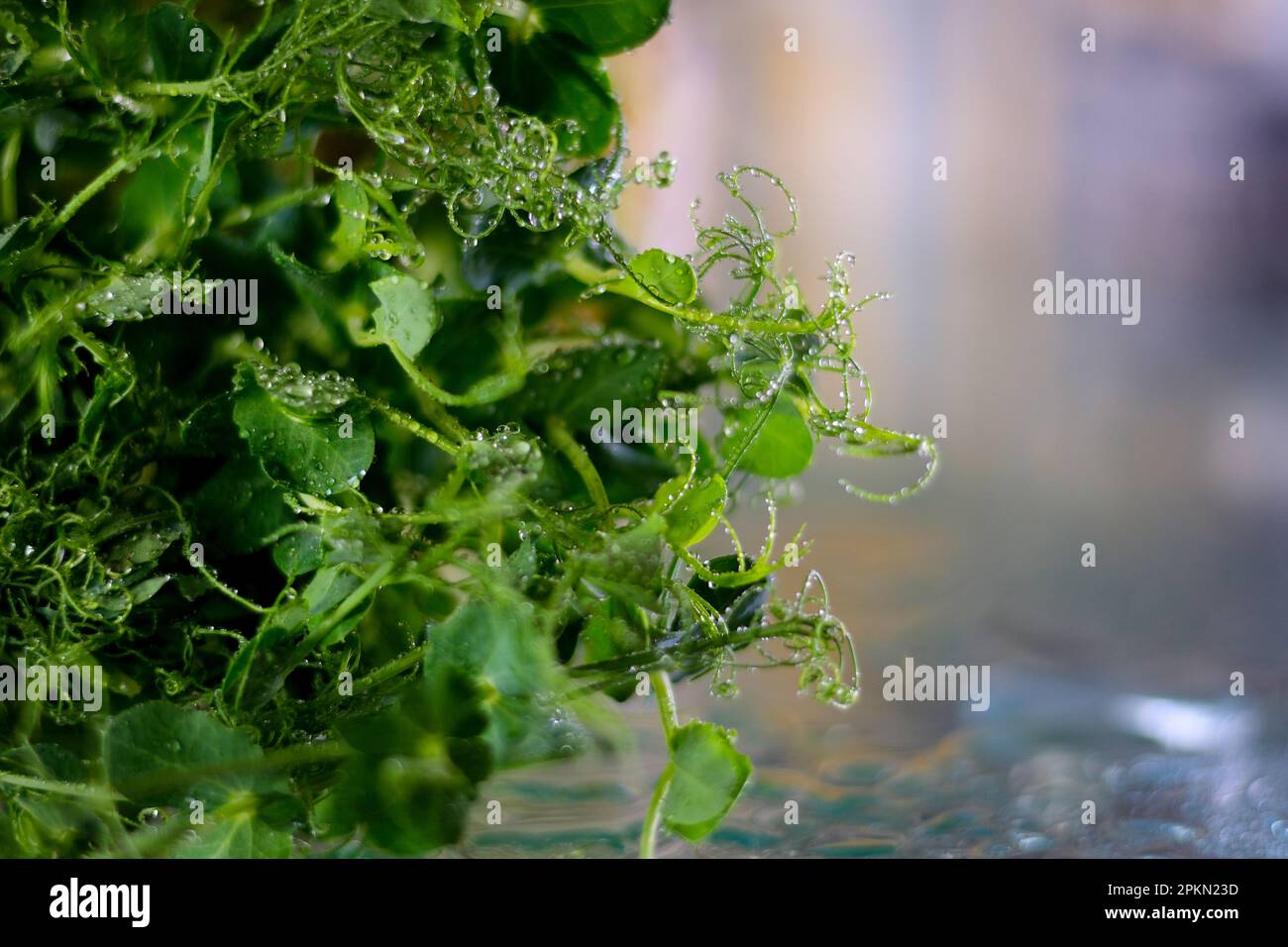Pea microgreens birth close-up. Green micro plants pisum germination ...