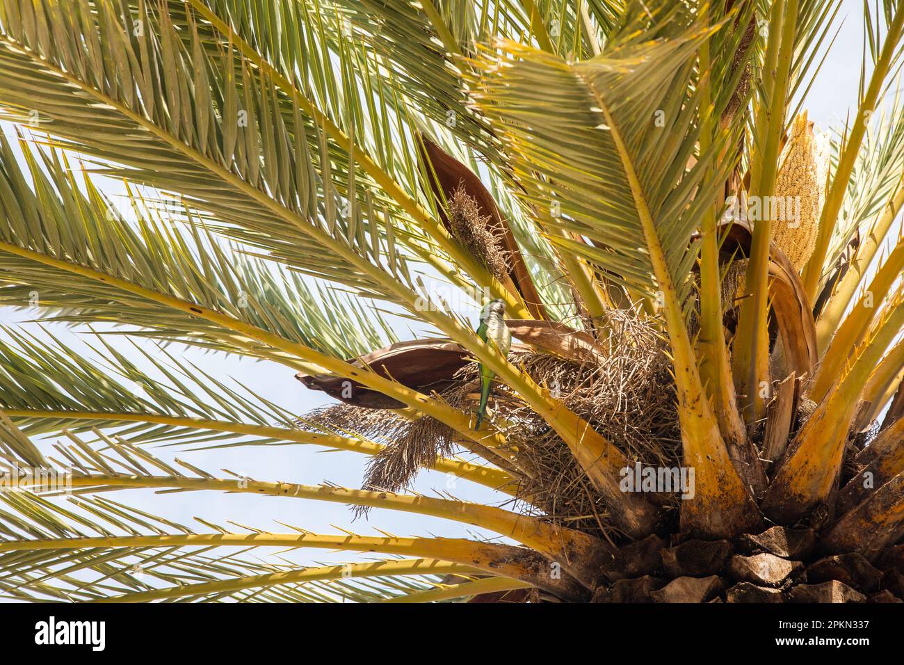 Green parrot, a.k.a. Monk Parakeet, sitting between the leaves of a ...