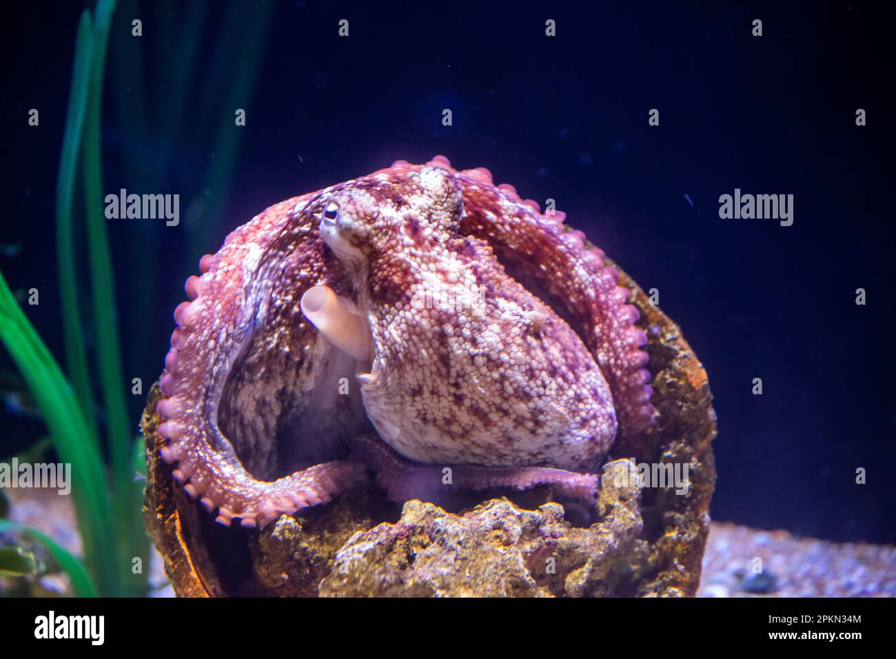 Common octopus (Octopus vulgaris), wildlife animal, in the water Stock ...
