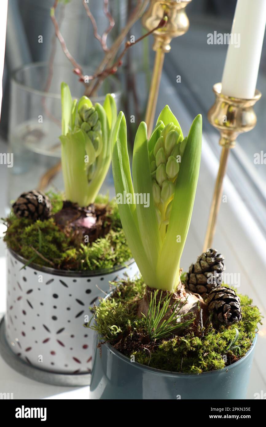 Potted hyacinths on window sill indoors. First spring flowers Stock ...