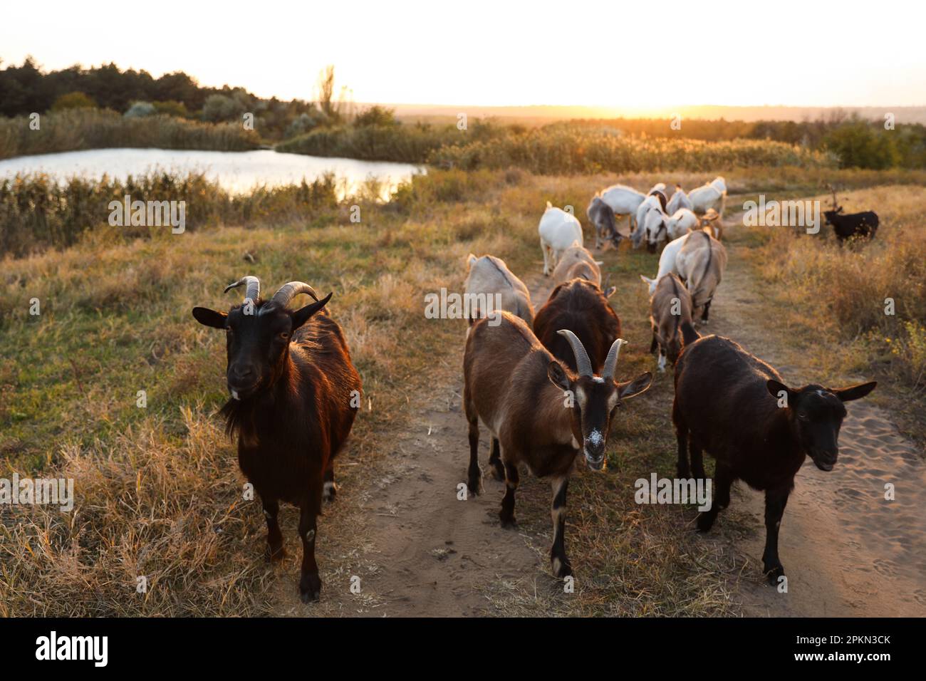 Farm animals. Goats on dirt road near pasture in evening Stock Photo ...