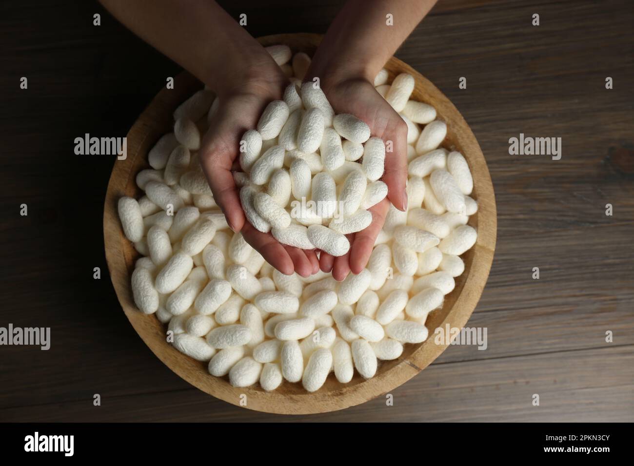 Woman holding white silk cocoons over bowl at wooden table, top view ...