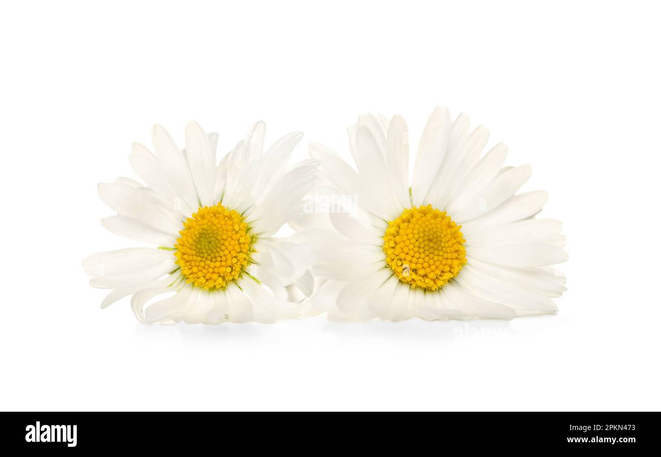 Two beautiful daisy flowers on white background Stock Photo - Alamy