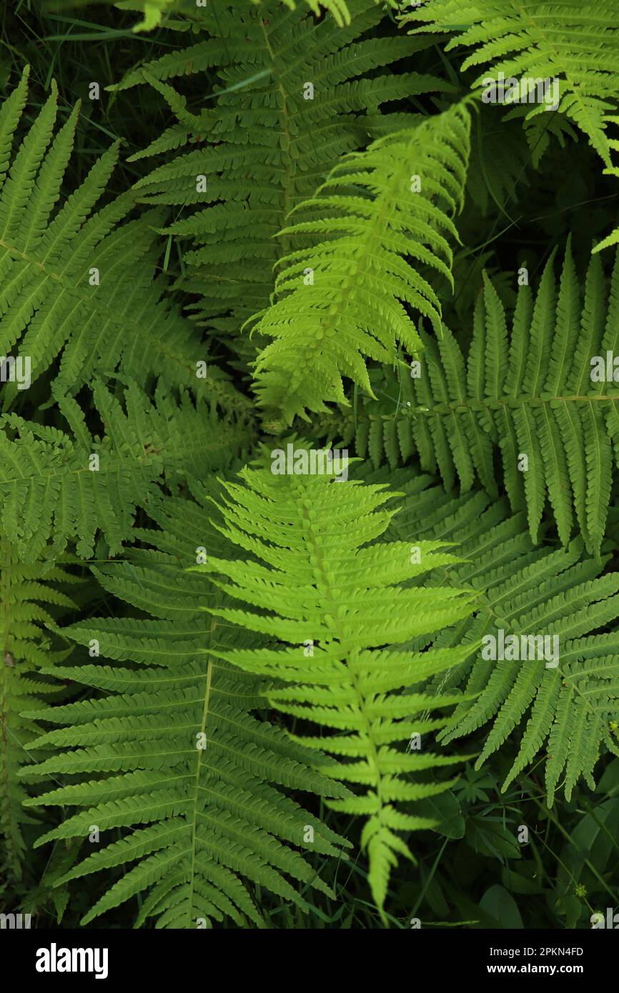 Beautiful fern with lush green leaves growing outdoors, top view Stock ...