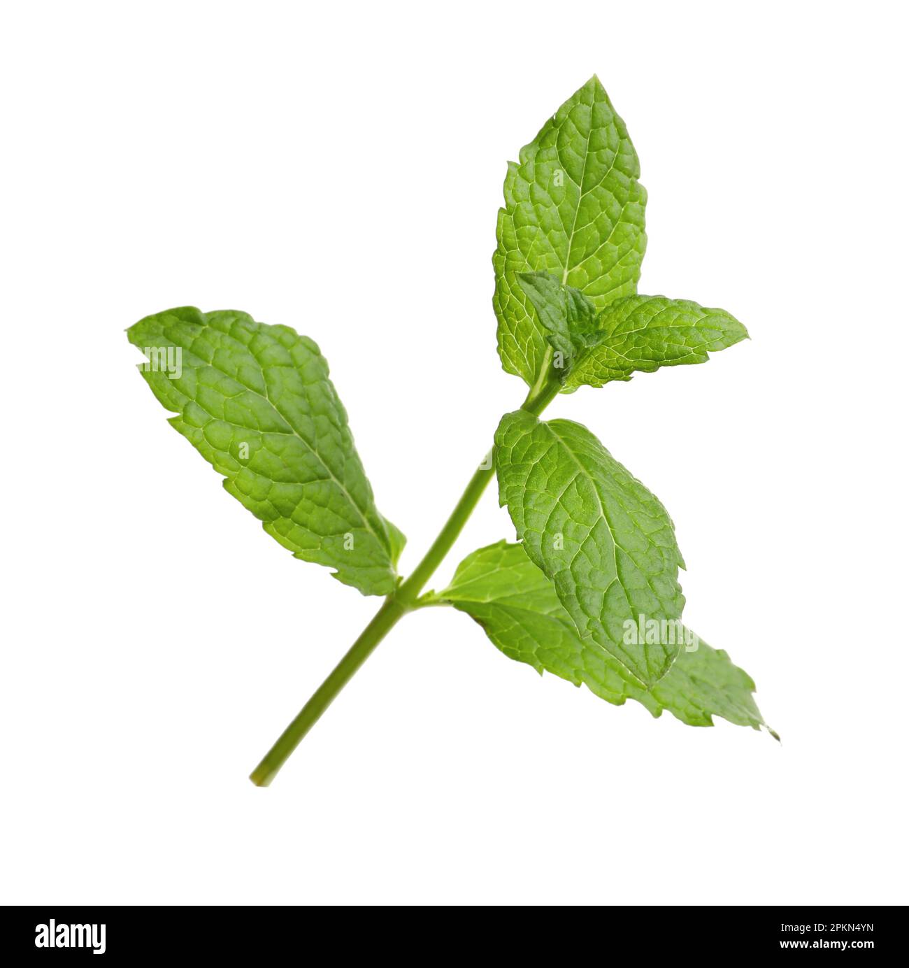 Mint flavour herb Cut Out Stock Images & Pictures - Alamy