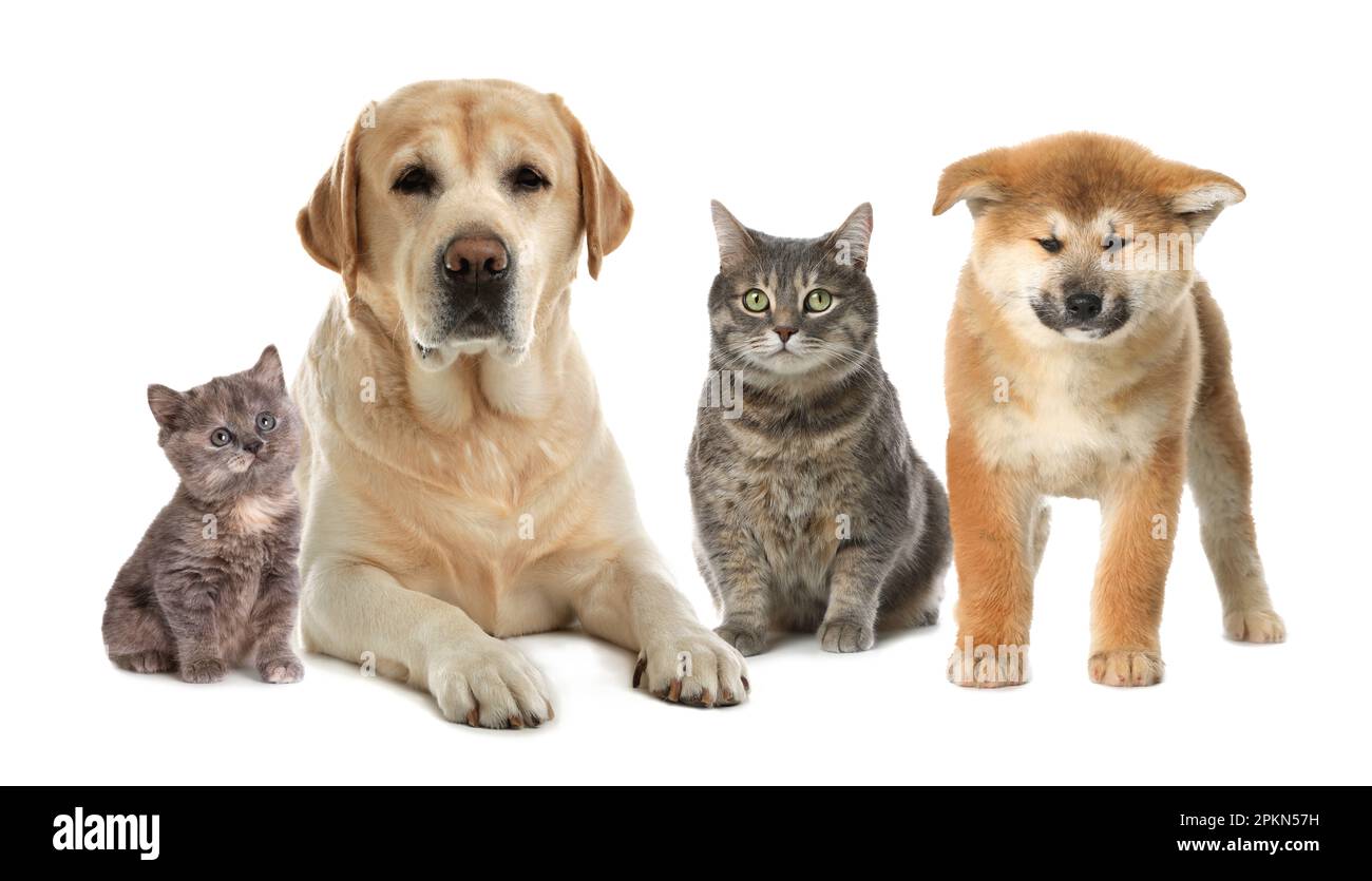 Group of dogs and cats hi-res stock photography and images - Alamy