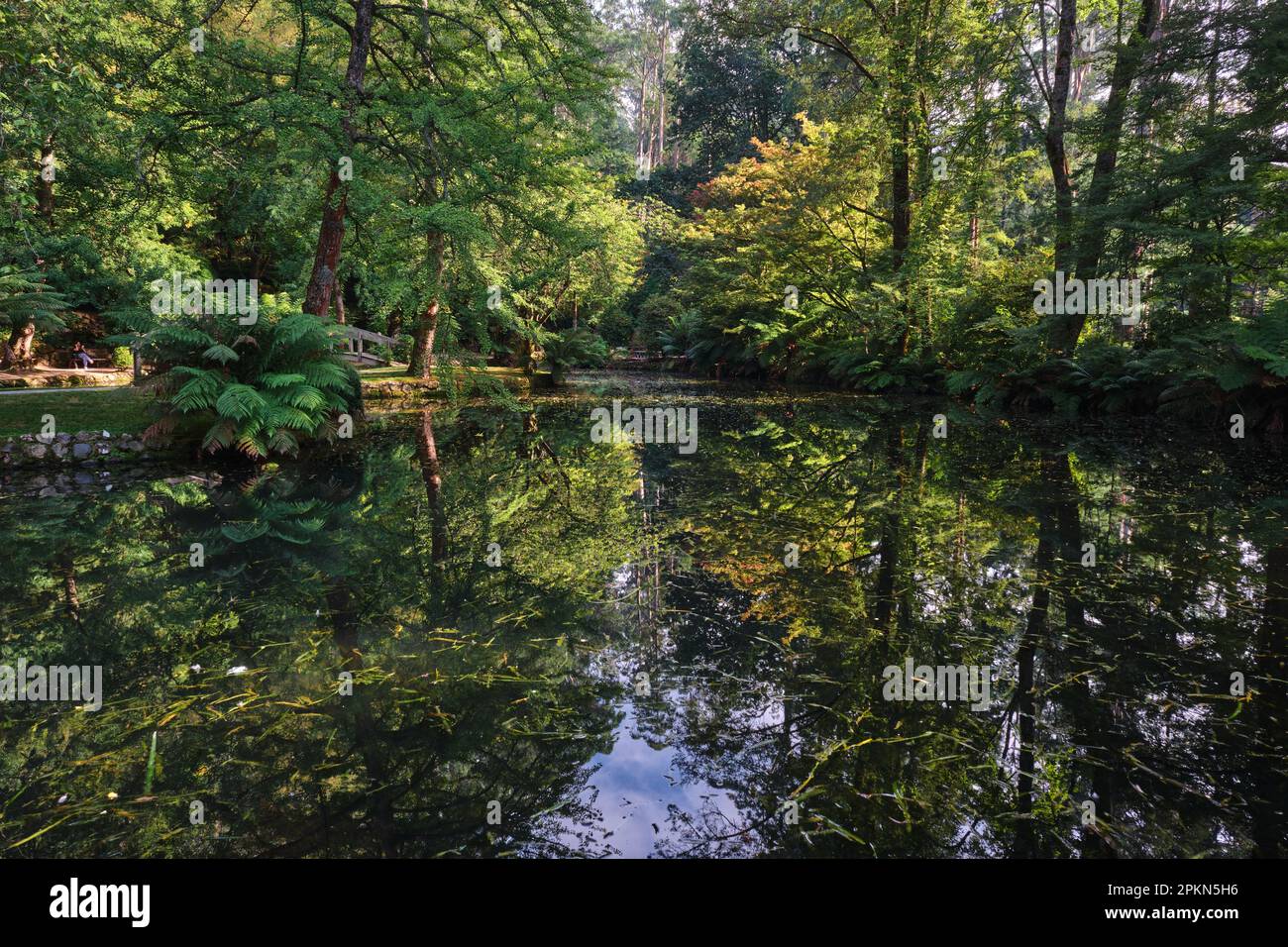 Trees reflecting on still hi-res stock photography and images - Alamy