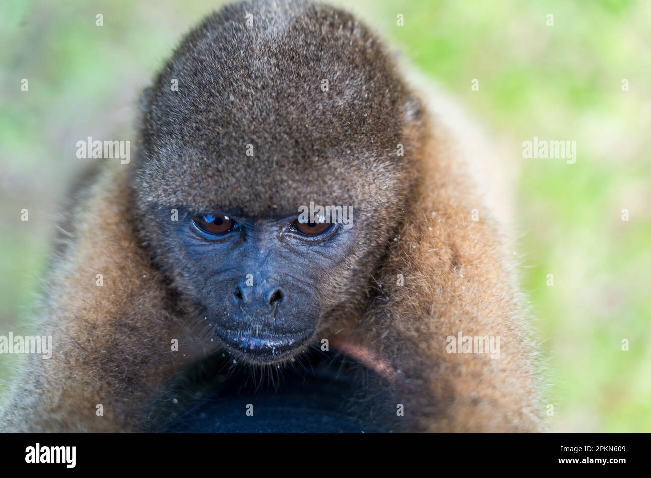 Red Howler Monkey (Alouatta seniculus) on La Isla de los Monos in ...