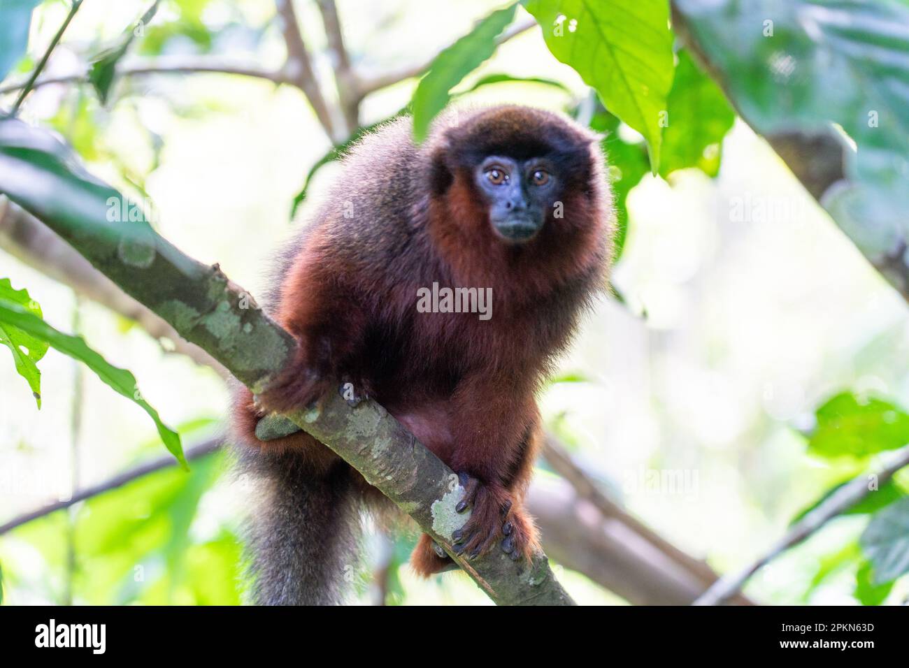 Red Howler Monkey (Alouatta seniculus) on La Isla de los Monos in ...