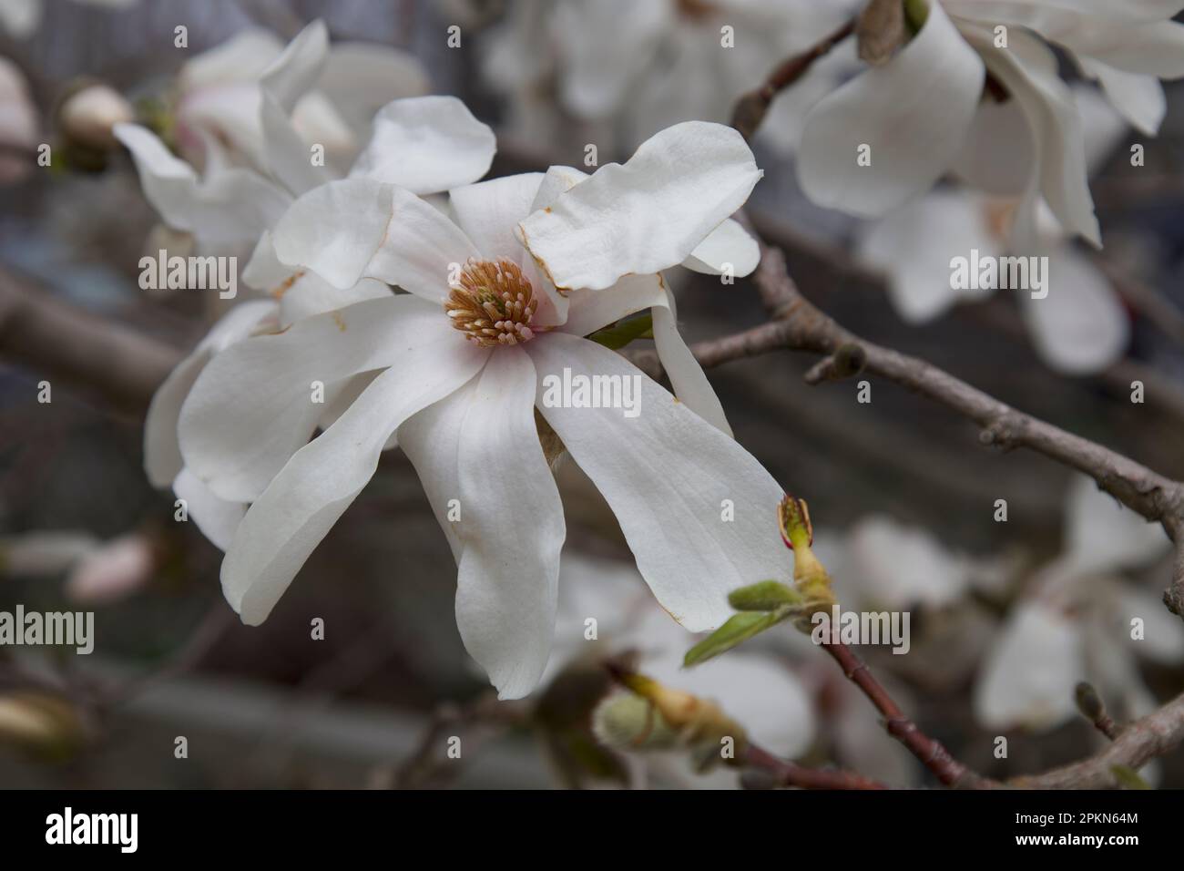 White magnolia stellata, sometimes called the star magnolia. Blooming ...