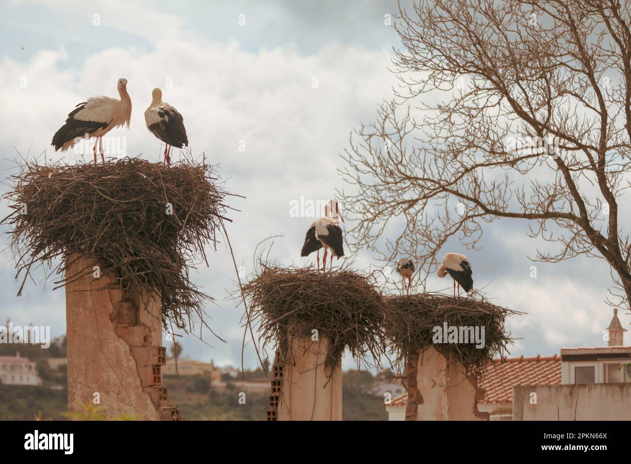 The fascinating storks of Silves, in the Algarve region of southern ...