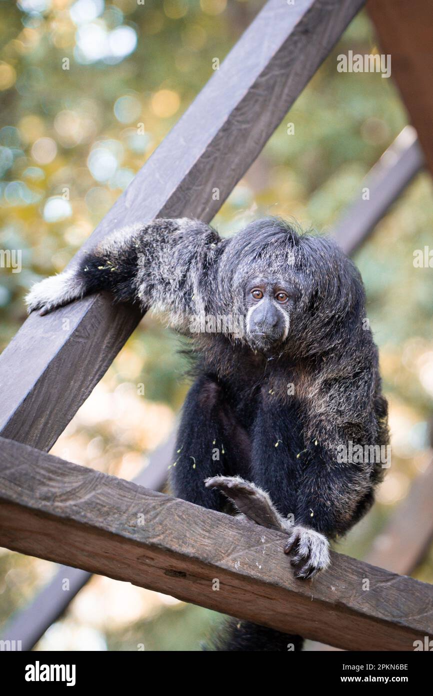 La isla de los hi-res stock photography and images - Alamy