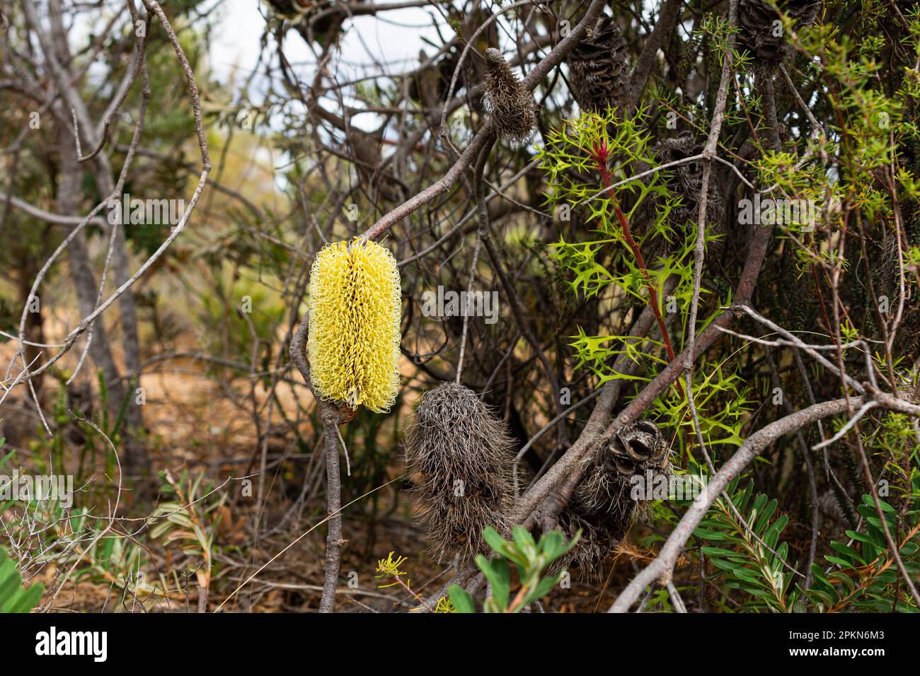 Banksia flower with seed pods hi-res stock photography and images - Alamy