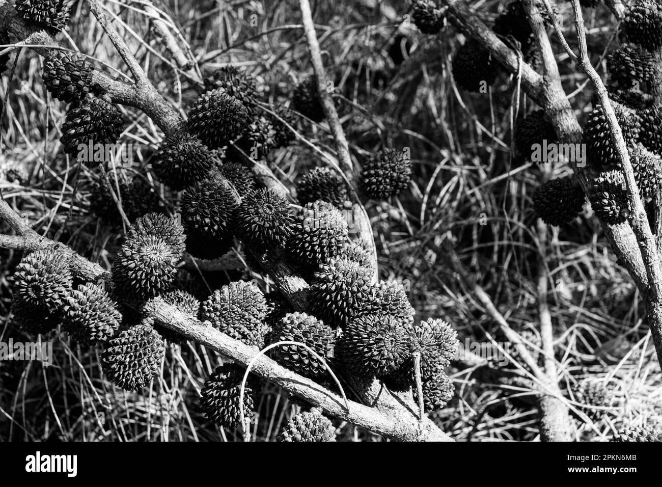 Cones pattern Black and White Stock Photos & Images - Alamy