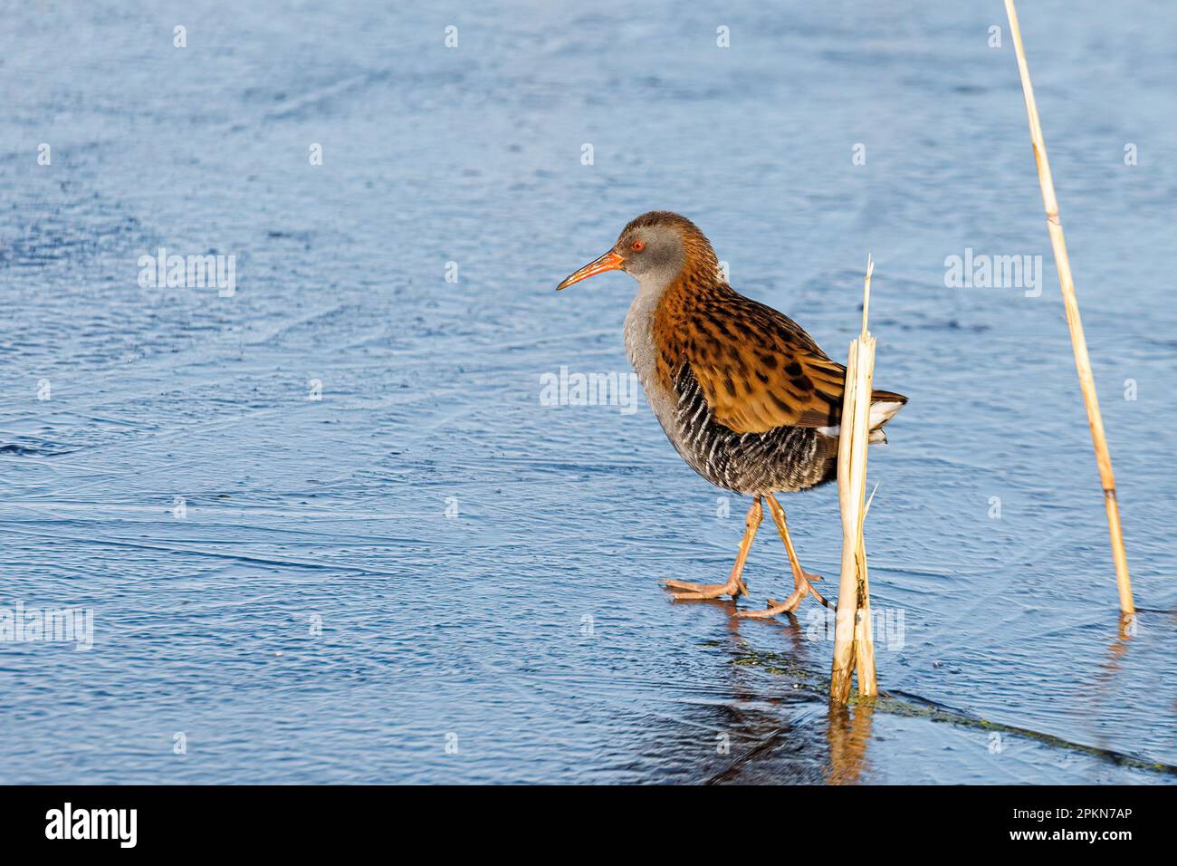 Rallus aquaticus water rail hi-res stock photography and images - Alamy