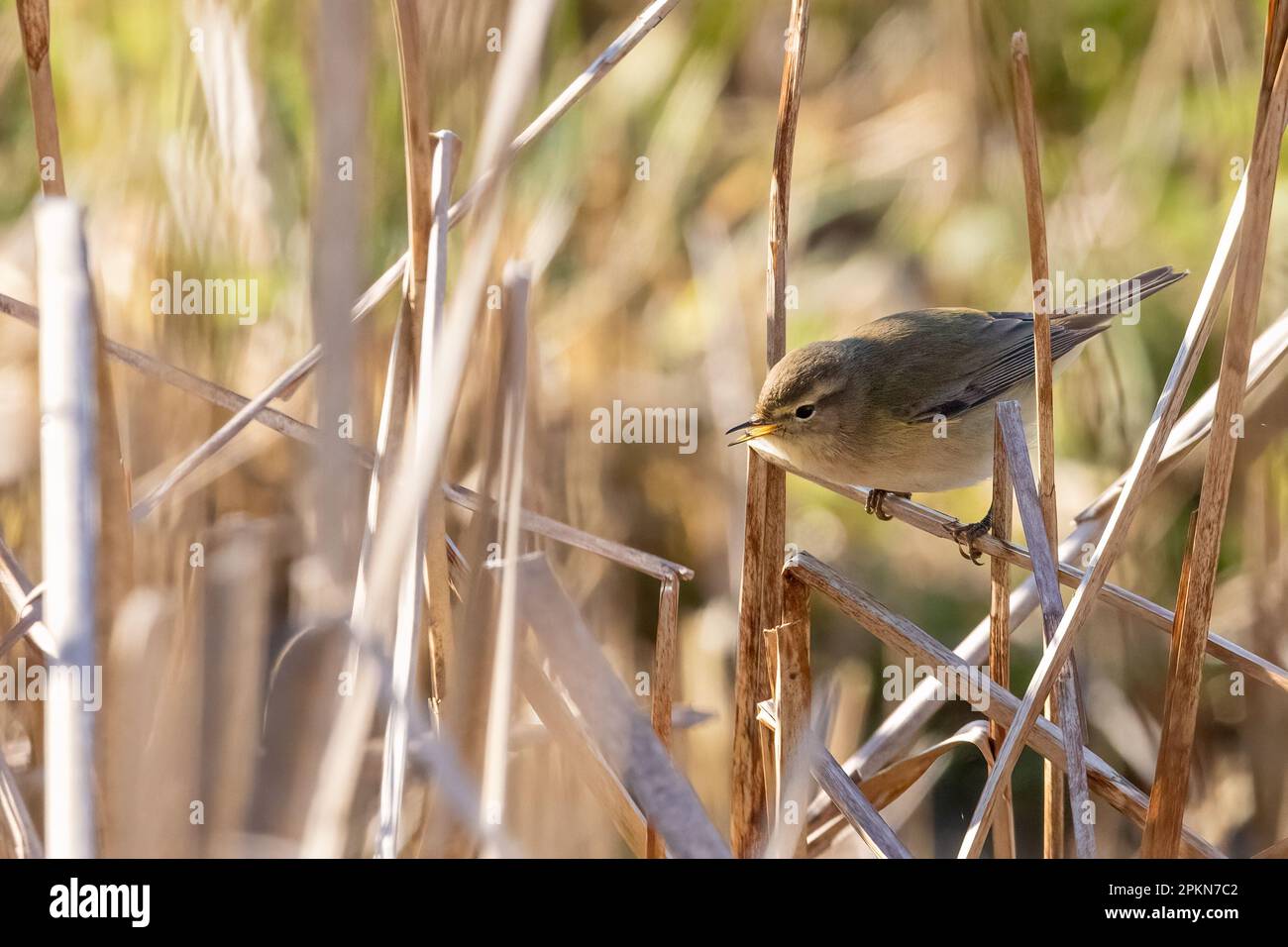 Chiffchaff [ Phylloscopus collybita ] on dead rush stems with small ...
