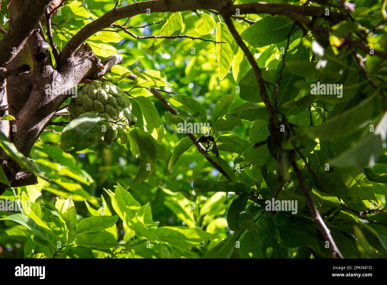 Chirimoya or Cherimoya Tree with room for text Stock Photo - Alamy