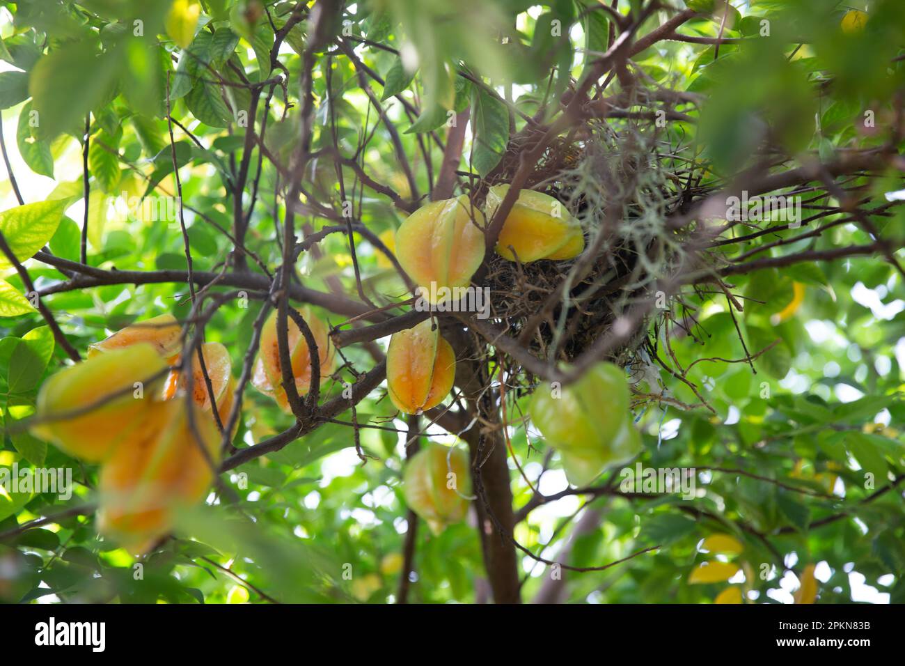 Starfruit Tree with a nest for a bird family Stock Photo - Alamy