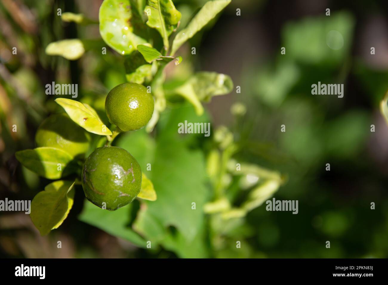 Key Lime Tree with room for text Stock Photo - Alamy