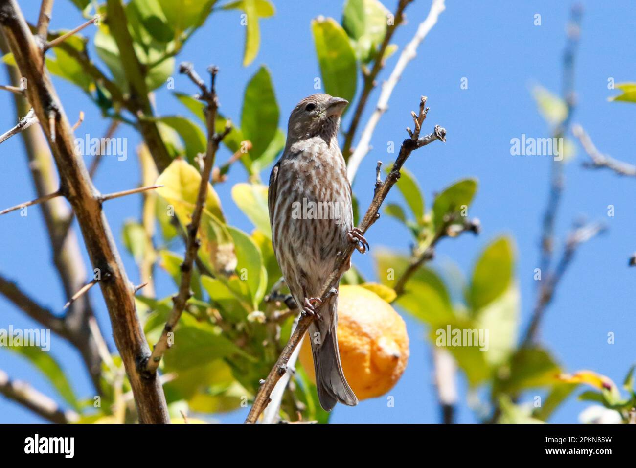 Round conical fruit hi-res stock photography and images - Alamy