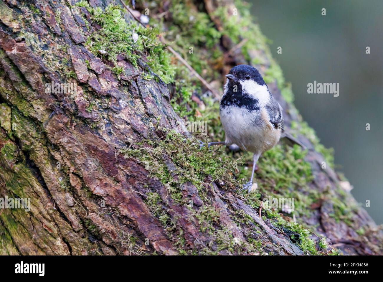 Coal tit [ Periparus ater ] on mossy tree trunk Stock Photo - Alamy