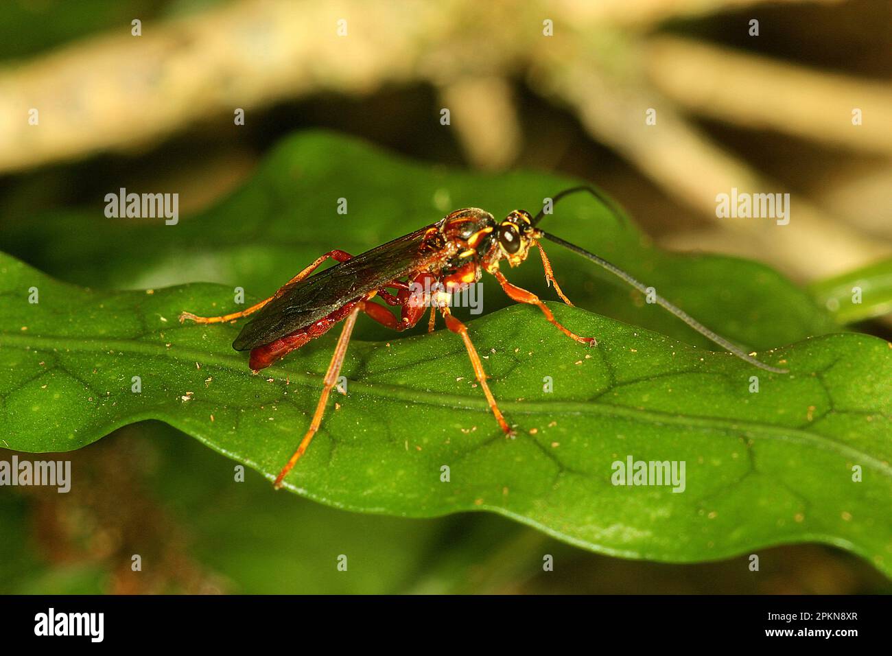 New zealand wasp hi-res stock photography and images - Alamy