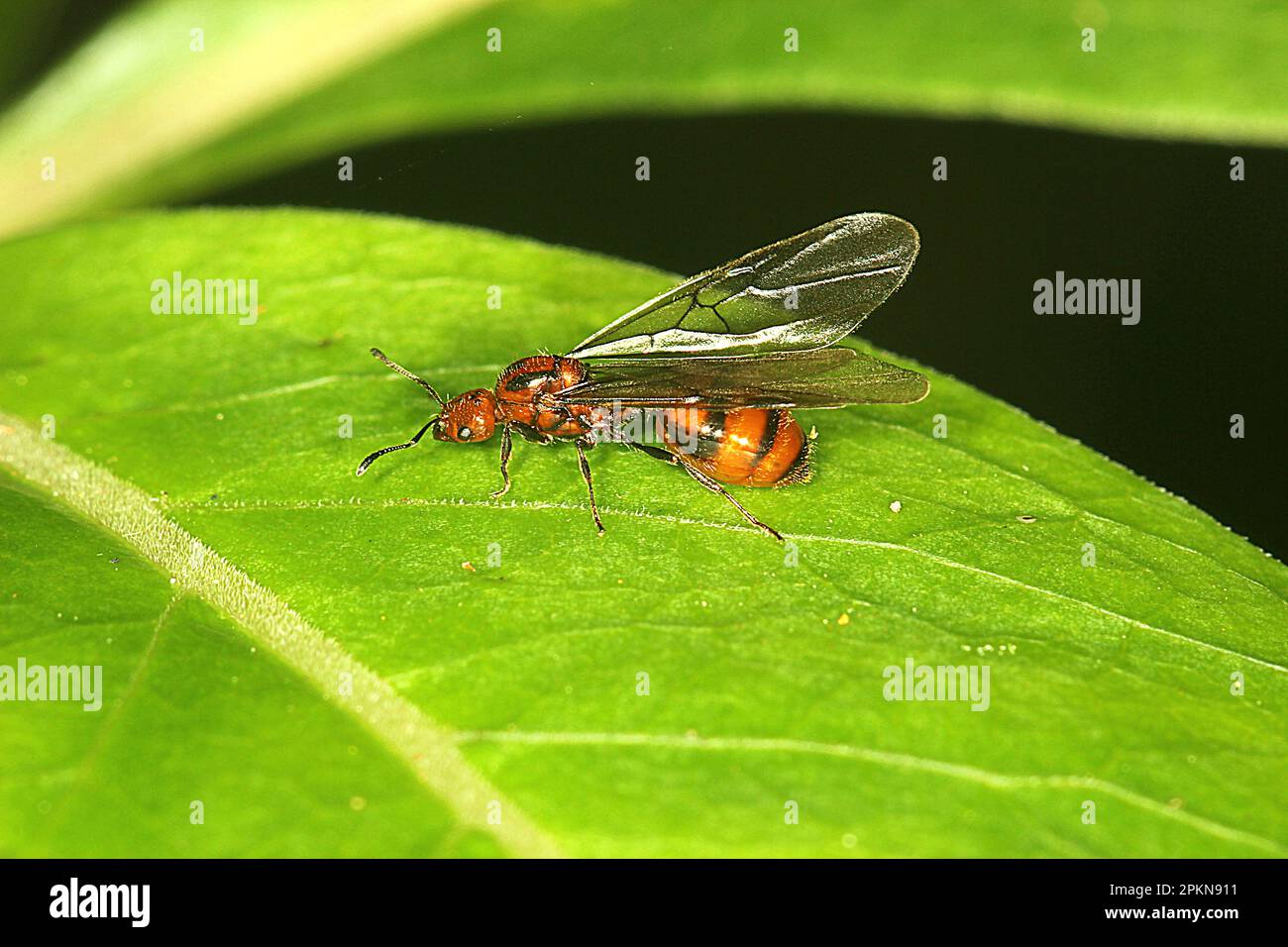 Southern ant (Chelaner antracticus Stock Photo - Alamy