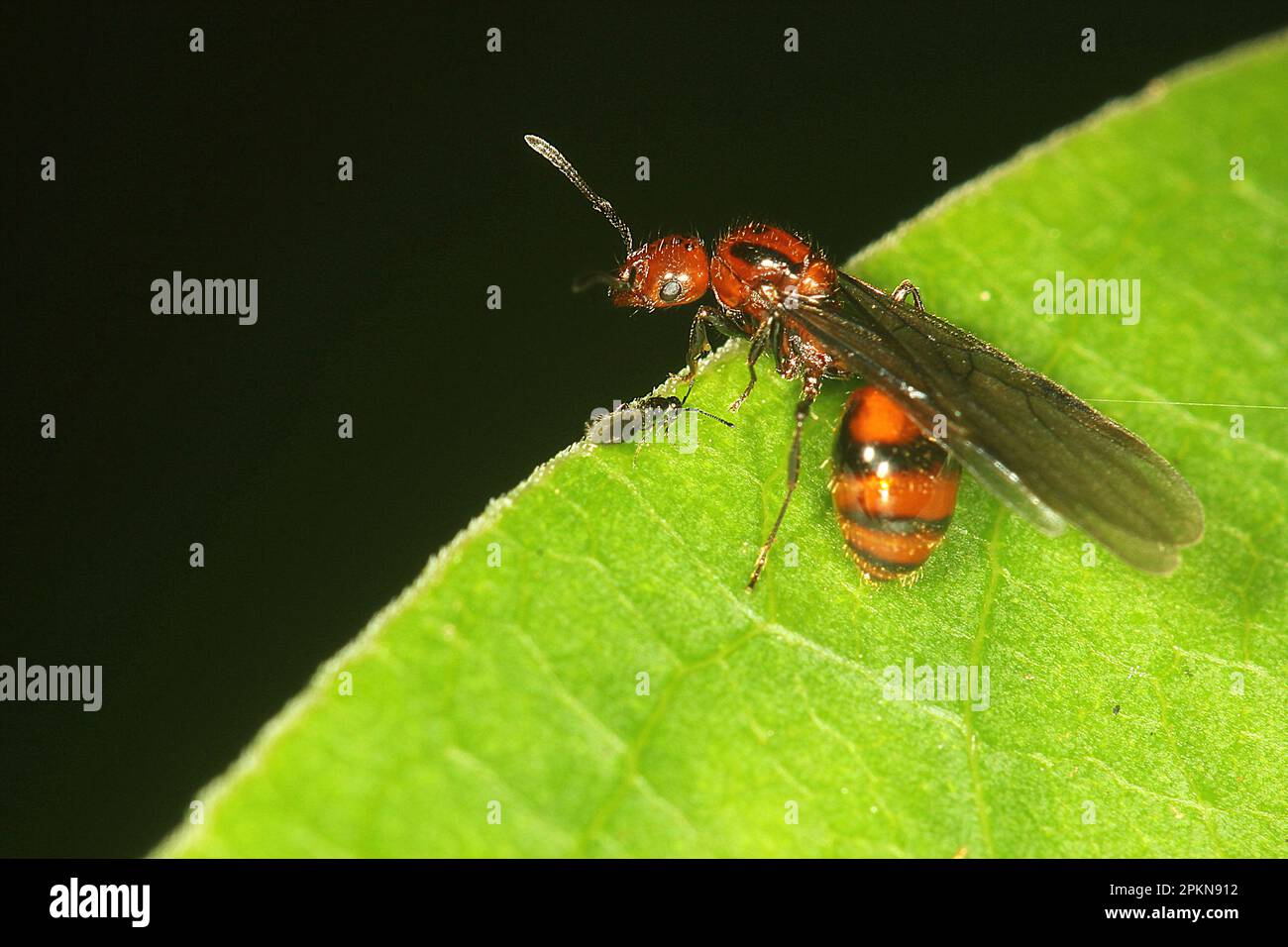 Southern ant hi-res stock photography and images - Alamy