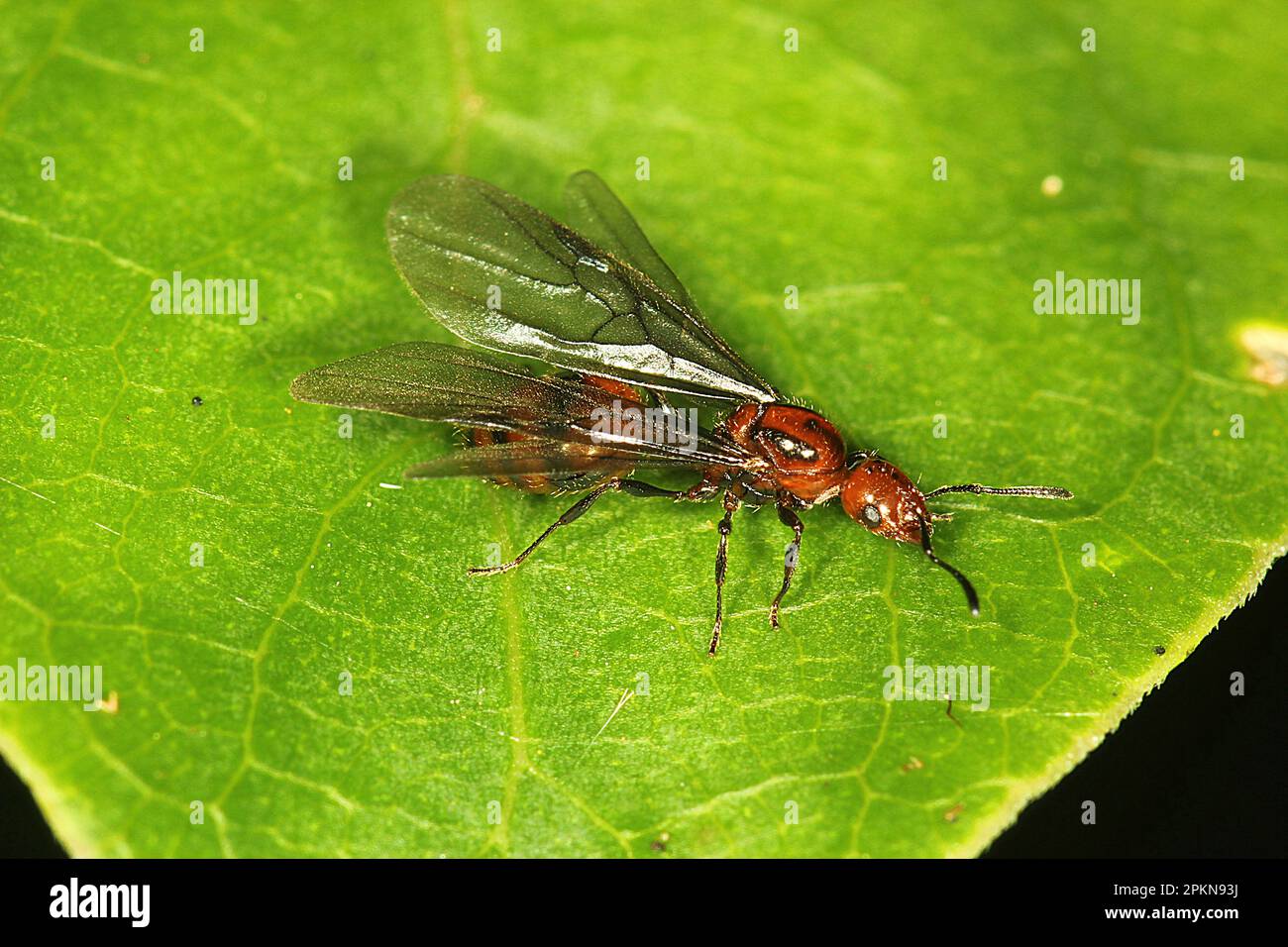 Giant Red Queen Ant