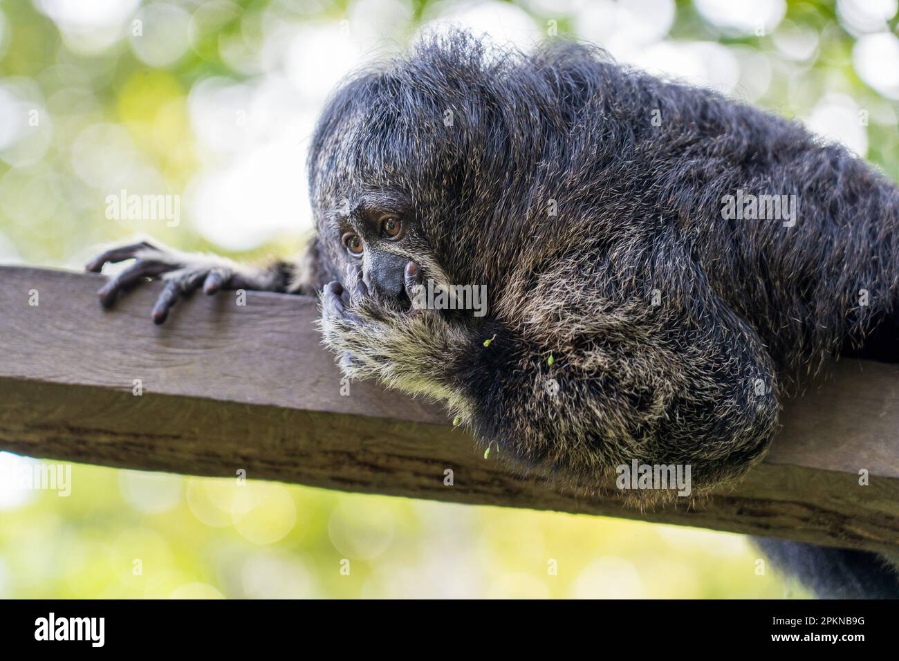 Northeastern peru hi-res stock photography and images - Alamy