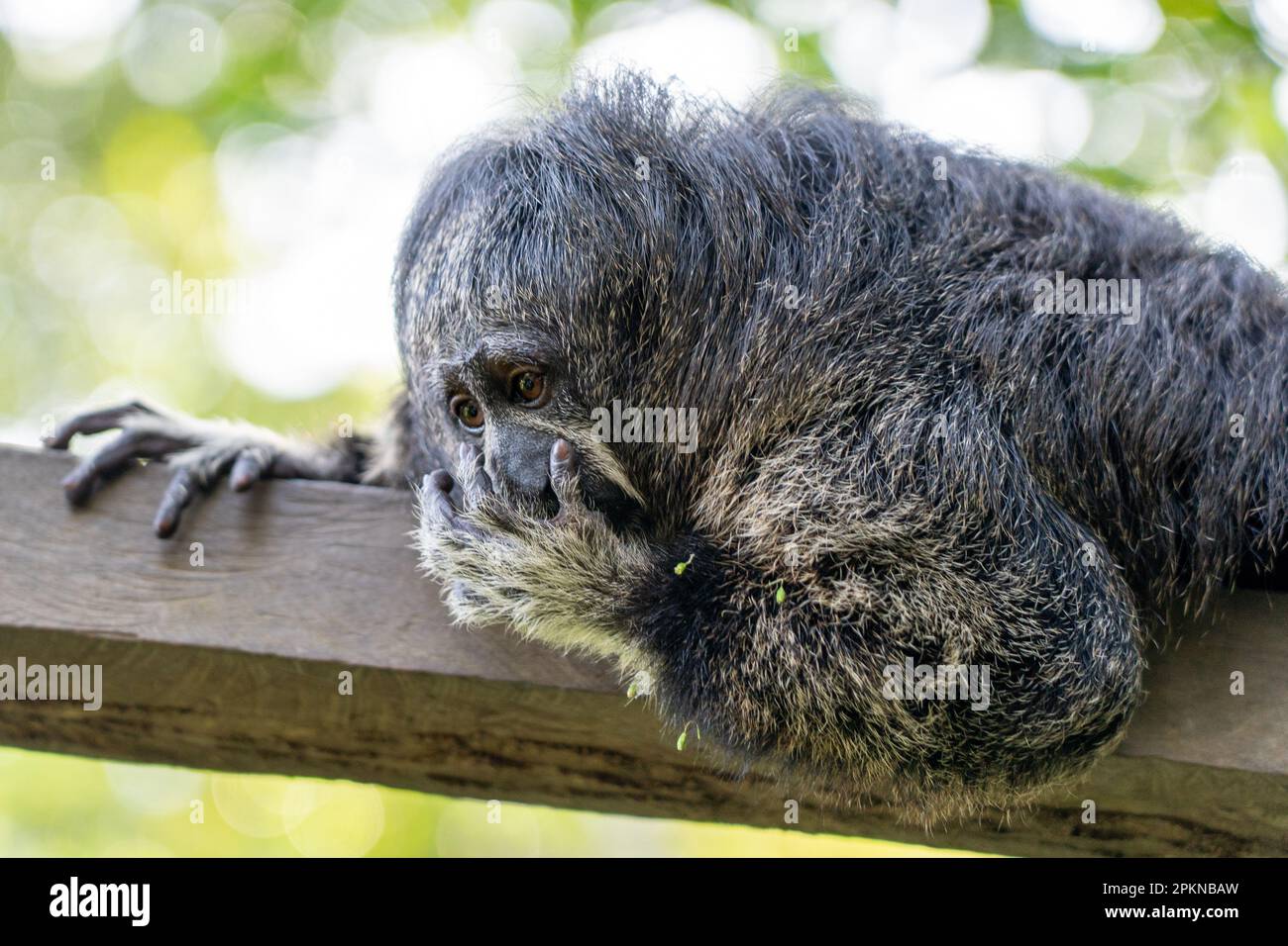 La monos hi-res stock photography and images - Alamy